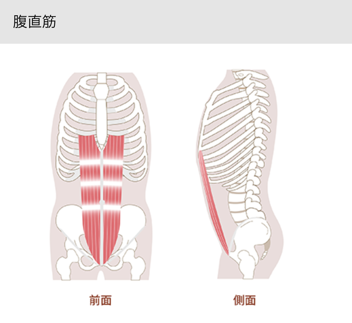 【泣くほどきつい15選】ダンベルで腹筋を鍛えるメニューを徹底紹介！！肥大しない理由とは | STERON