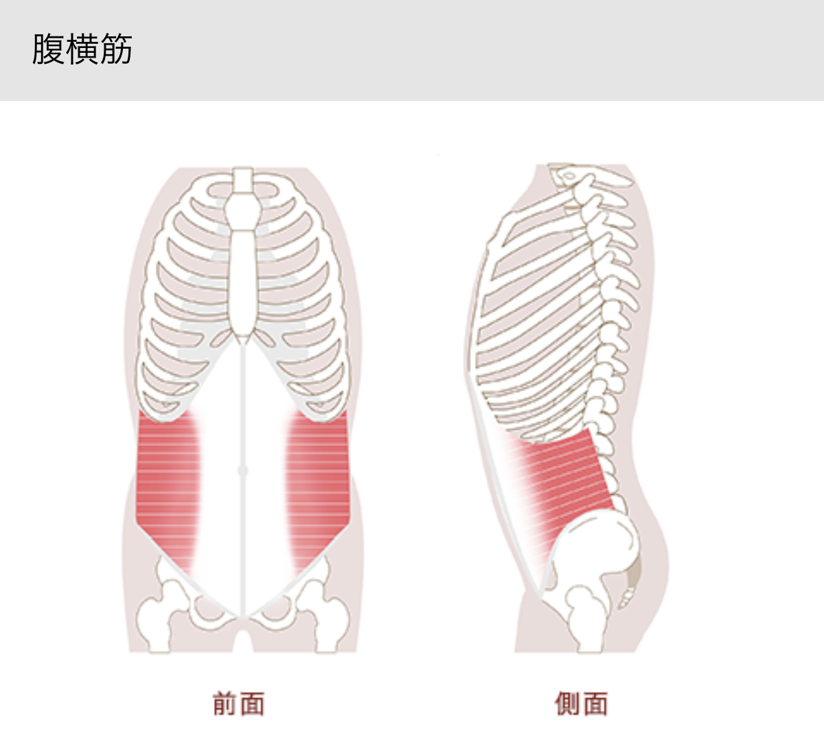 【泣くほどきつい15選】ダンベルで腹筋を鍛えるメニューを徹底紹介！！肥大しない理由とは | STERON