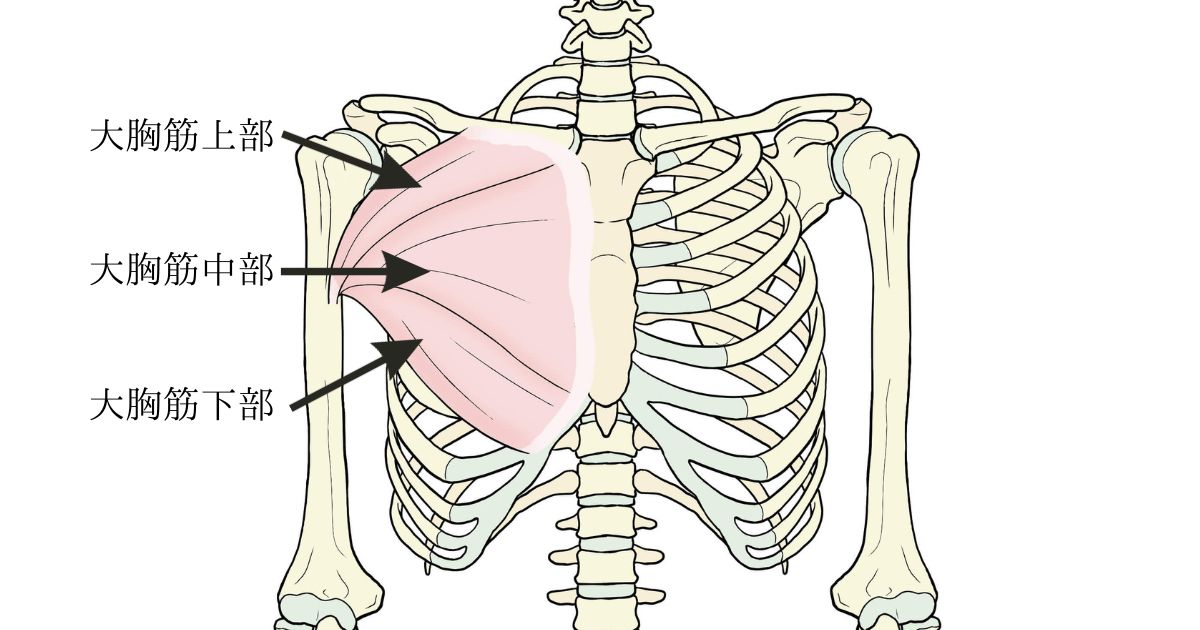 狭くてもOK！座りながら大胸筋を鍛えるダンベルトレーニング16選 | STERON