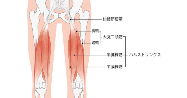 寝ながらでもOK！自宅でできるハムストリングスの筋トレメニュー18選 | STERON