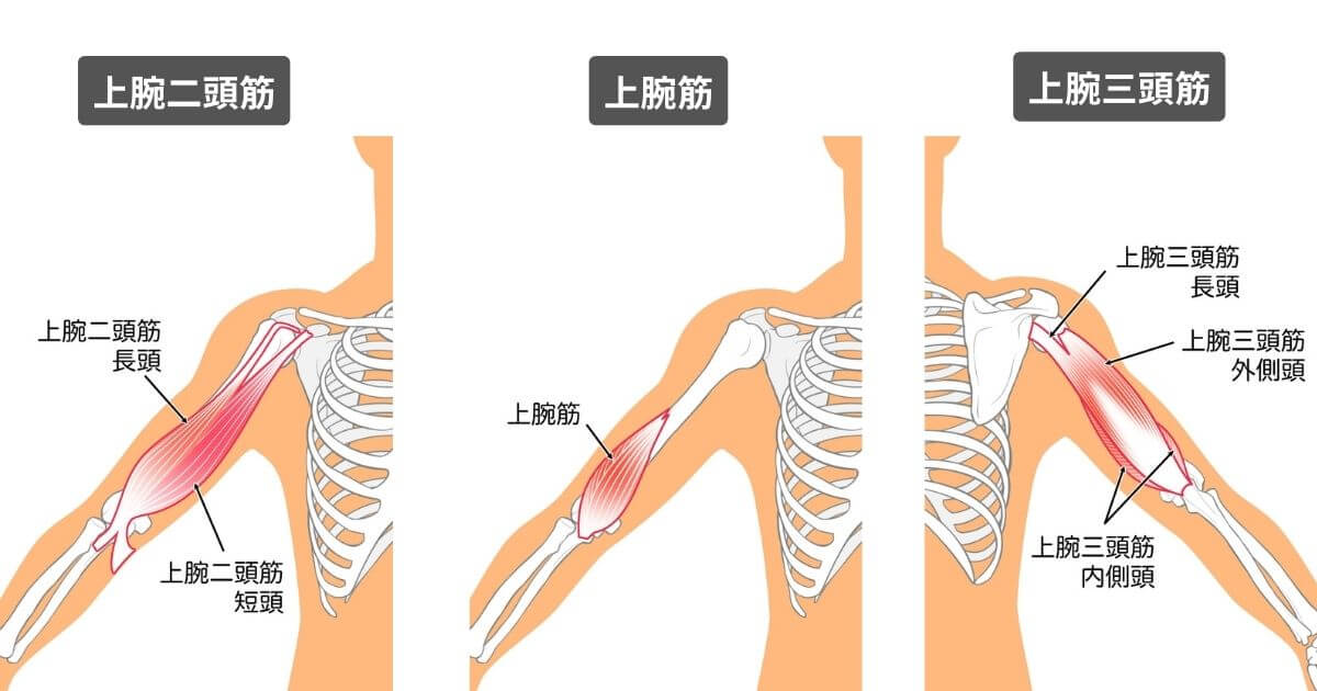 腕が細い男はダサい！？コンプレックスを解消する筋トレメニュー37選 | STERON