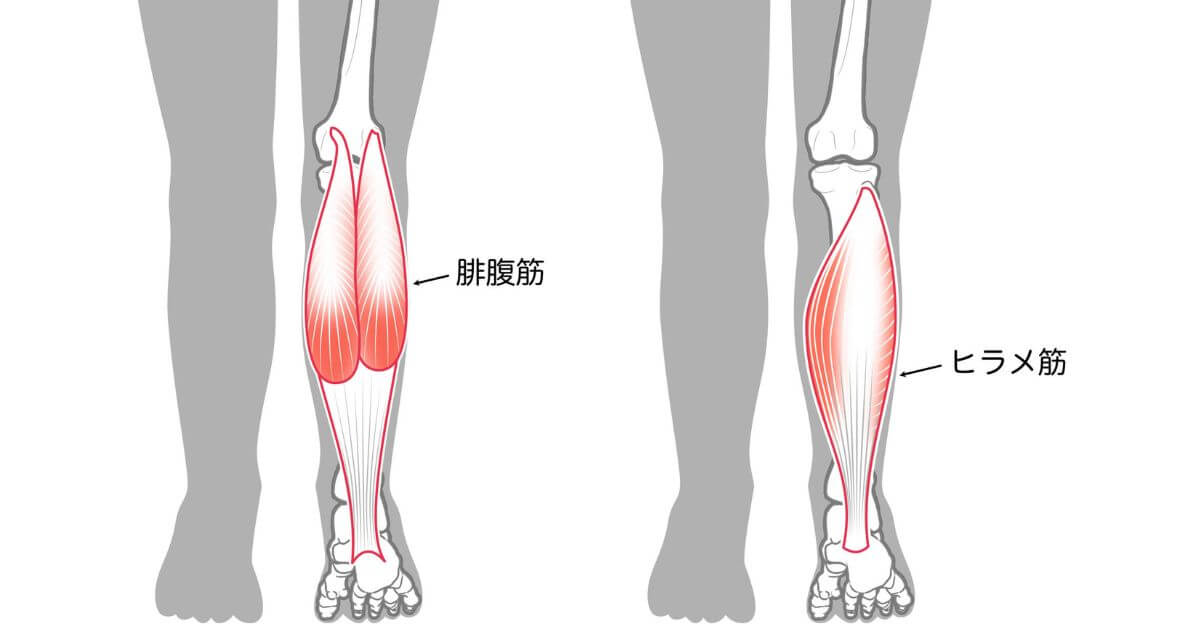 意味ない訳がない！ふくらはぎを鍛えるメリットや効果的な筋トレ方法19選 | STERON